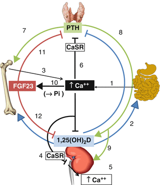 The PTH/Vitamin D/FGF23 Axis | SpringerLink