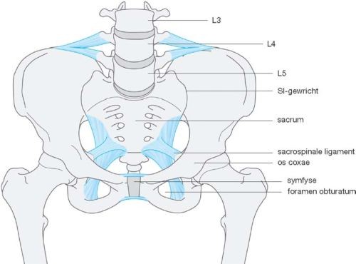 1 Anatomie | SpringerLink