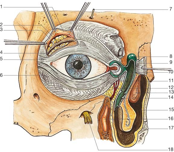 1 Anatomie | SpringerLink