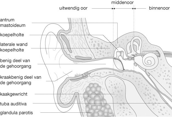 1 Anatomie en fysiologie van het oor | SpringerLink