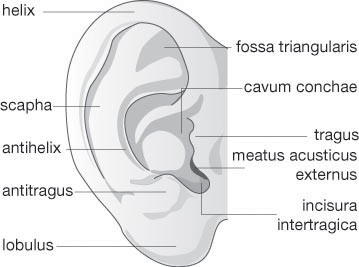 1 Anatomie en fysiologie van het oor | SpringerLink