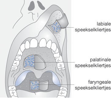 13 Speekselklieren | SpringerLink