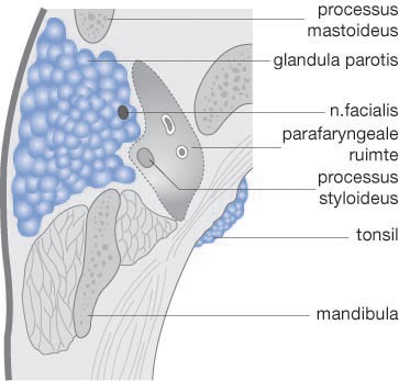 13 Speekselklieren | SpringerLink