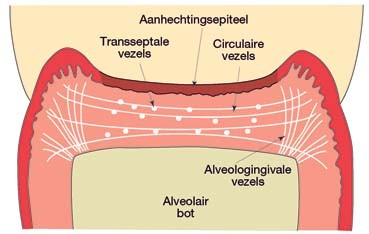 1 Bouw en functie van het parodontium | SpringerLink