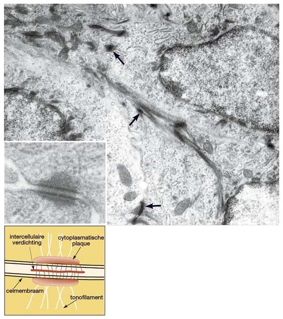 1 Bouw en functie van het parodontium | SpringerLink
