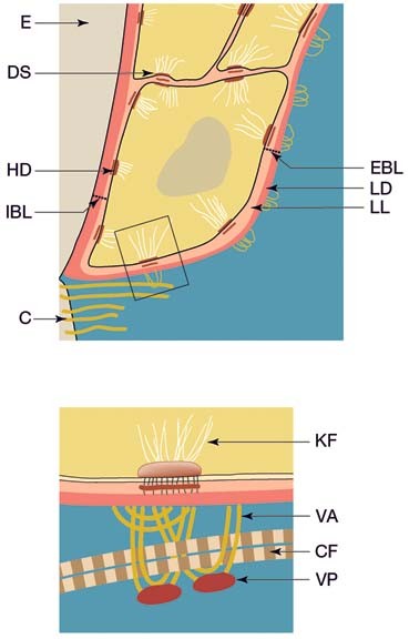 1 Bouw en functie van het parodontium | SpringerLink