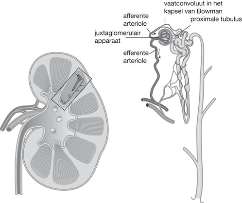 1 Nieren en pyelum-ureter: anatomie en fysiologie | SpringerLink