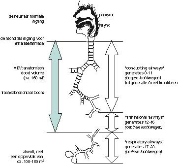 28 Luchtwegen | SpringerLink