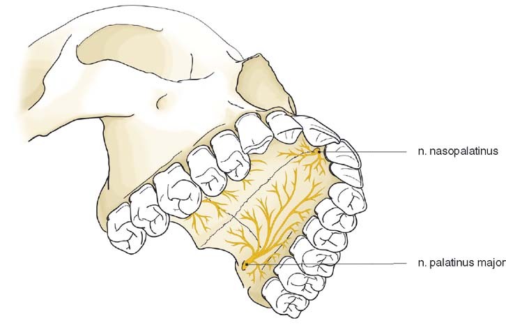 5 Lokale anesthesie in de bovenkaak | SpringerLink