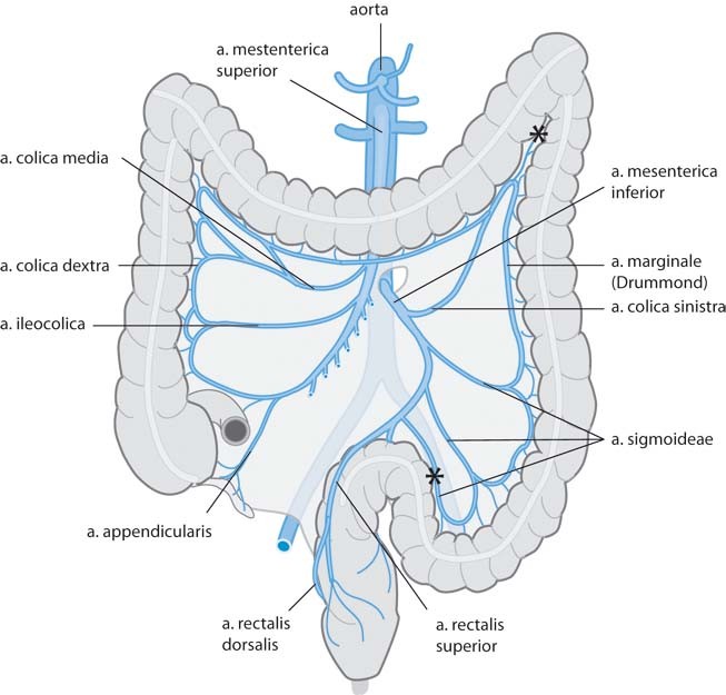11 Ischemische darmaandoeningen | SpringerLink