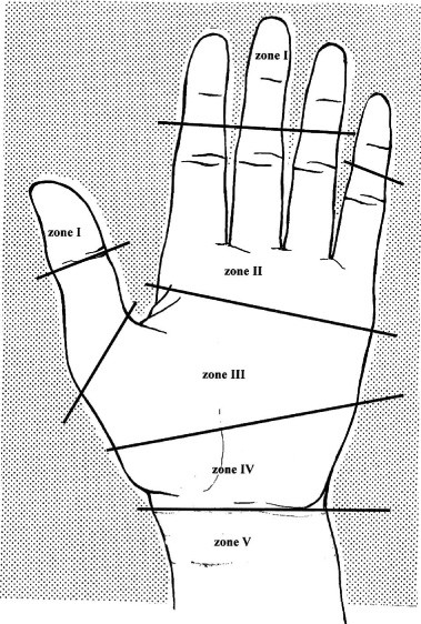 Functionele anatomie | SpringerLink