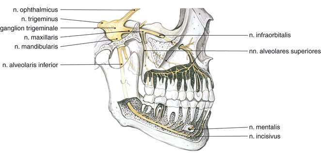 Anatomie van de nervus trigeminus | SpringerLink