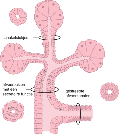 Vorming en secretie van speeksel | SpringerLink