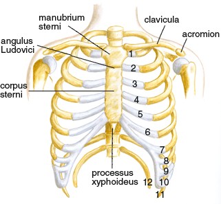 Anatomie en fysiologie | SpringerLink