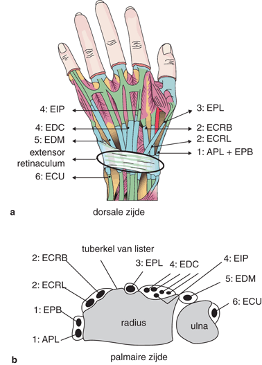 De hand en de pols | SpringerLink