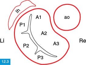 De mitralisklep | SpringerLink