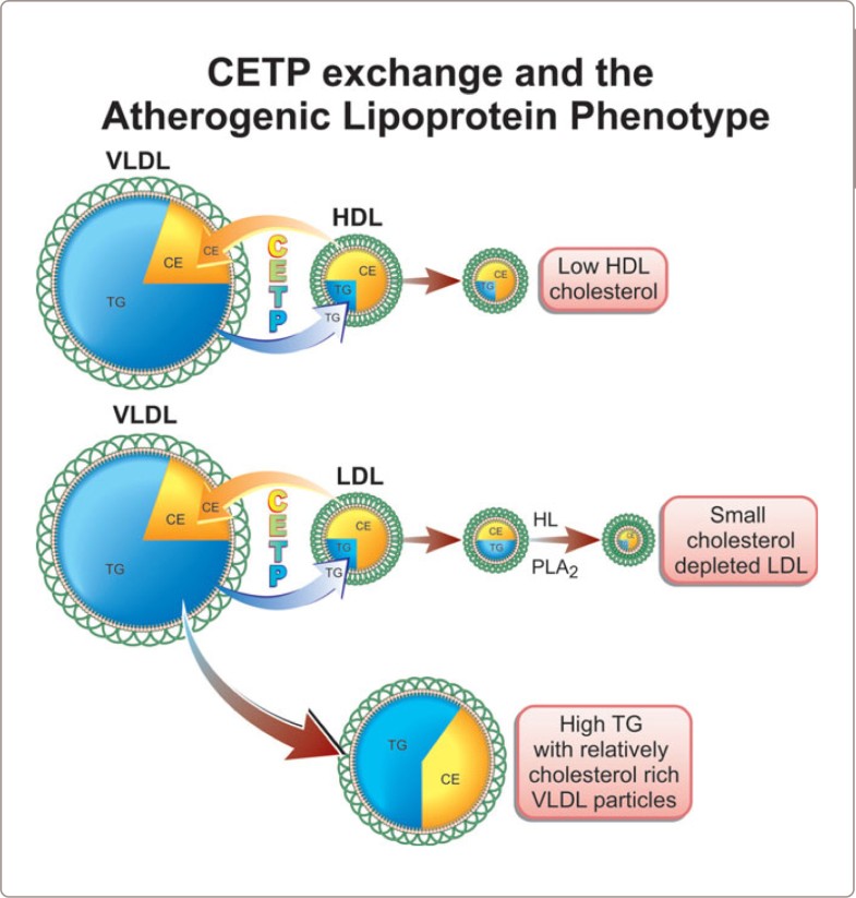 The Life History of ApoB Lipoprotein Particles | SpringerLink