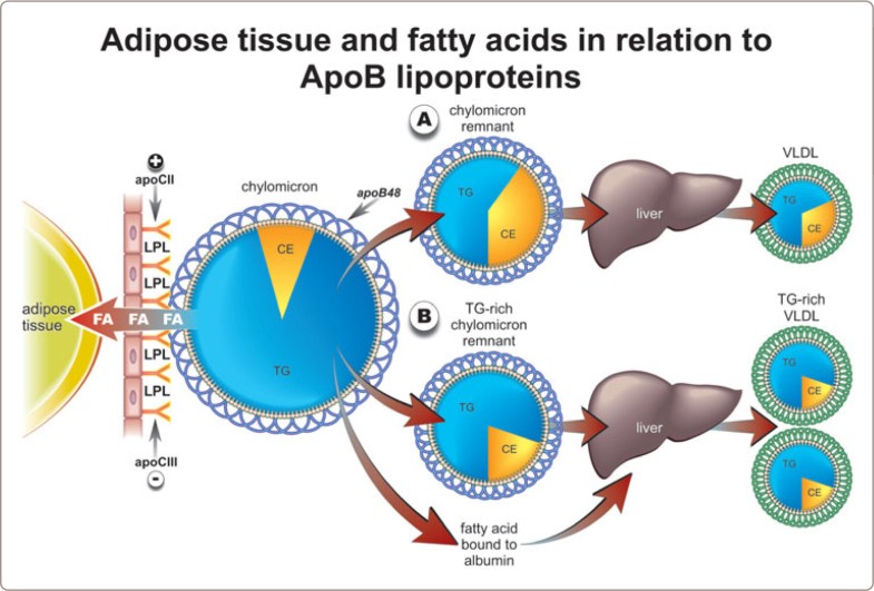 The Life History of ApoB Lipoprotein Particles | SpringerLink