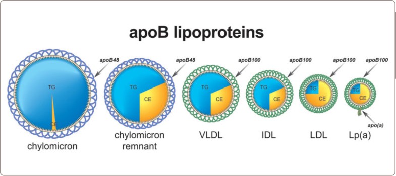 The Life History of ApoB Lipoprotein Particles | SpringerLink