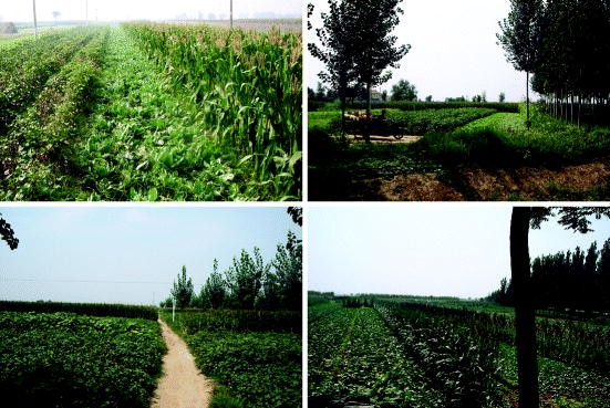 The Rediscovery of Intercropping in China: A Traditional Cropping ...