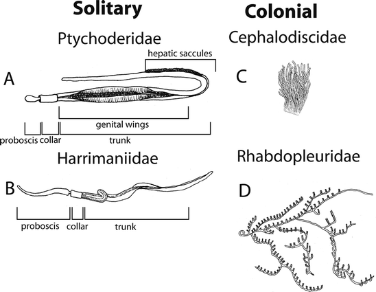Regeneration in Hemichordates and Echinoderms | SpringerLink