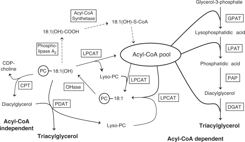 Fatty Acid Biosynthesis in Plants — Metabolic Pathways, Structure and ...
