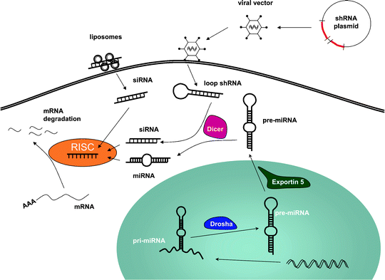 Regulation of Cell Death and Survival by RNA Interference – The Roles ...