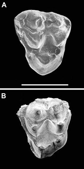 The Rise of Australian Marsupials: A Synopsis of Biostratigraphic ...