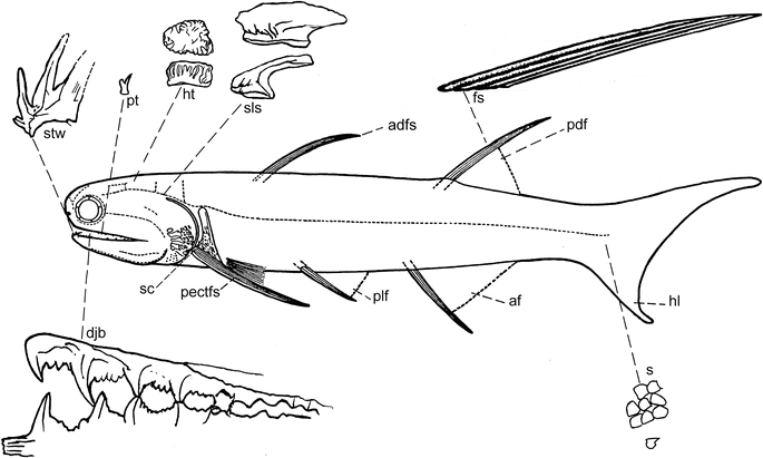 Fossil Fish Taphonomy and the Contribution of Microfossils in ...