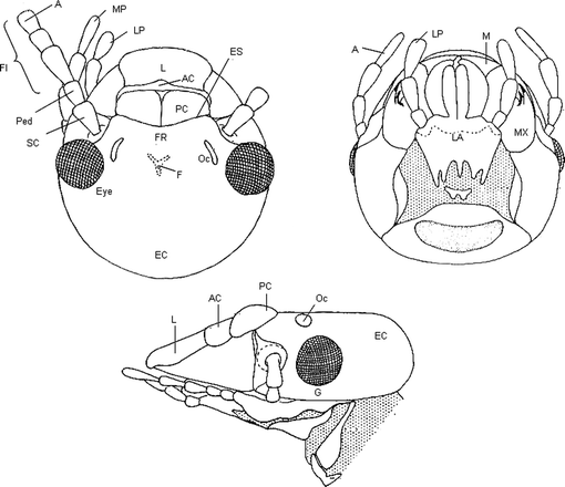 An Introduction to Termites: Biology, Taxonomy and Functional ...