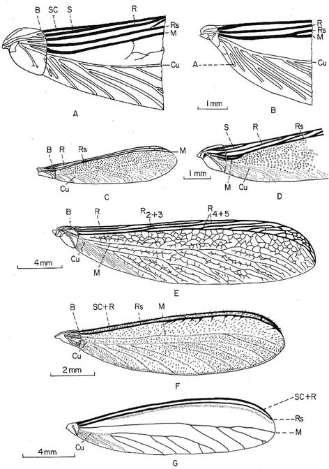 An Introduction to Termites: Biology, Taxonomy and Functional ...