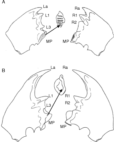 An Introduction to Termites: Biology, Taxonomy and Functional ...