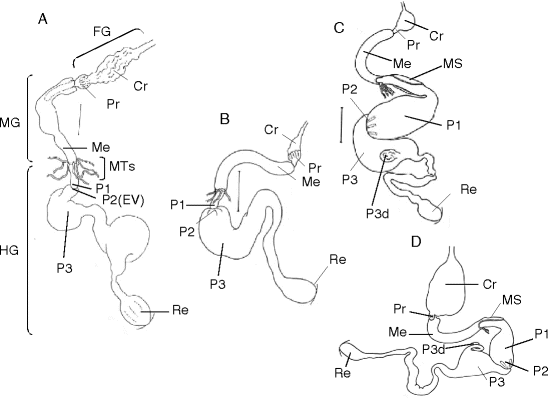 An Introduction to Termites: Biology, Taxonomy and Functional ...