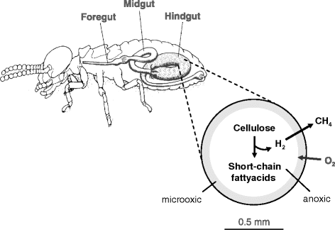 Role of the Termite Gut Microbiota in Symbiotic Digestion | SpringerLink
