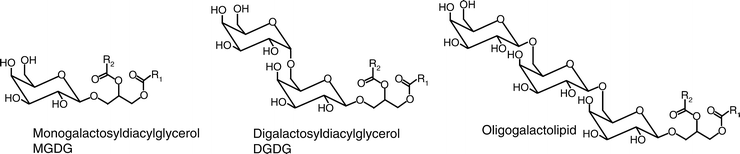 Chapter 14 Synthesis and Function of the Galactolipid ...