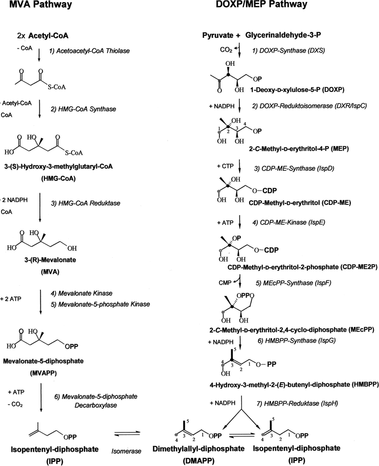 Chapter 7 The Non-mevalonate DOXP/MEP (Deoxyxylulose 5-Phosphate ...