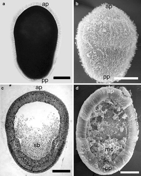 Development of Homoscleromorpha of the Order Homosclerophorida Dendy ...