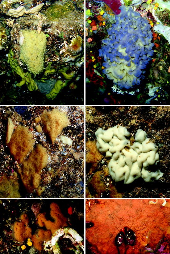 Development of Homoscleromorpha of the Order Homosclerophorida Dendy ...