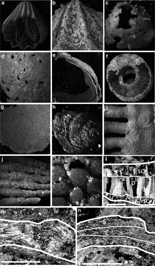 Silicification Through Time | SpringerLink