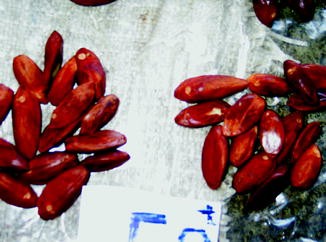 Canarium indicum | SpringerLink