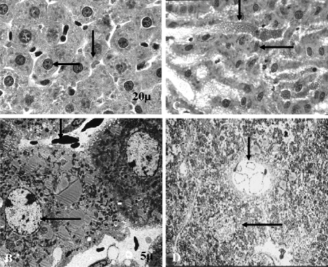 Thermal Damage and Rate Processes in Biologic Tissues | SpringerLink