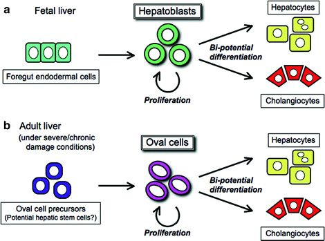 Liver Stem Cells | SpringerLink