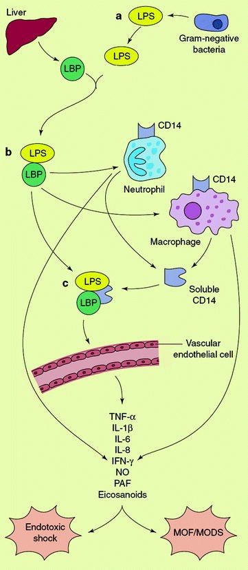 Endotoxin Detection – from Limulus Amebocyte Lysate to Recombinant ...