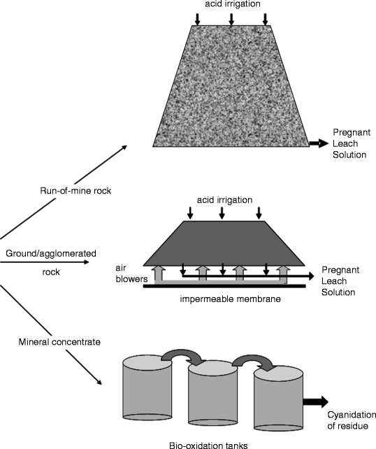 The Biogeochemistry of Biomining | SpringerLink