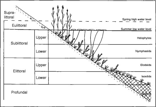 Development of Aquatic Macrophytes in Shallow Lakes and Ponds ...