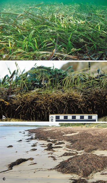 Neritic Depositional Environments | SpringerLink