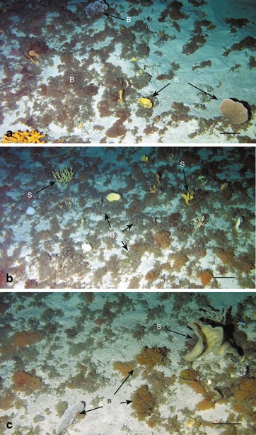 Neritic Depositional Environments | SpringerLink