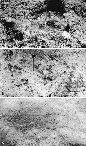 Neritic Depositional Environments | SpringerLink