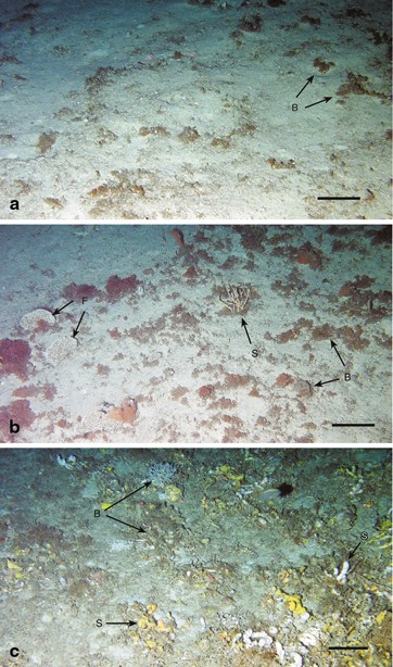Neritic Depositional Environments | SpringerLink