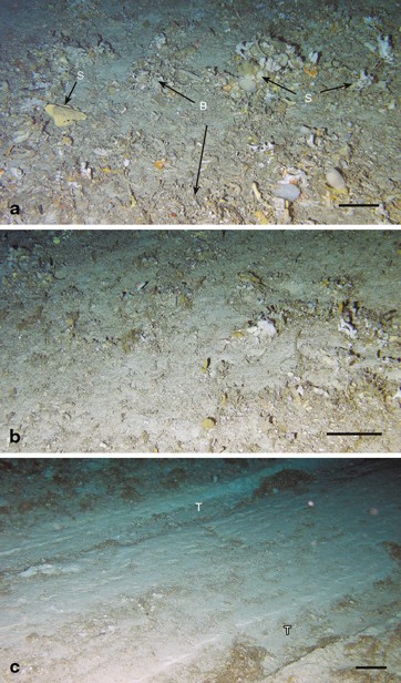 Neritic Depositional Environments | SpringerLink